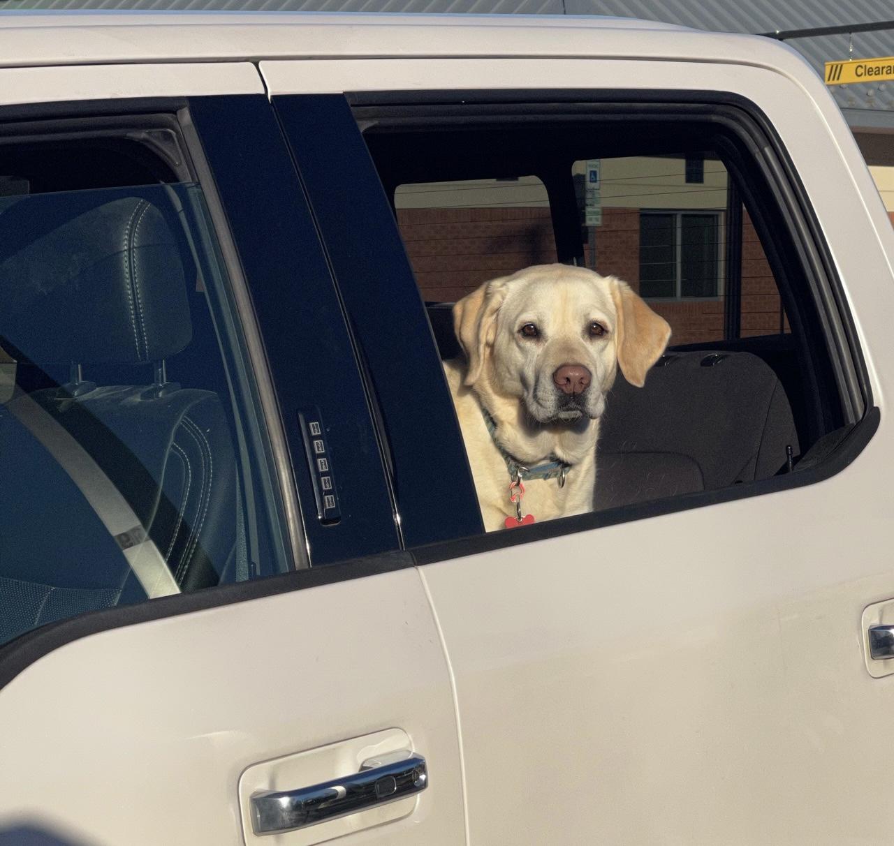 Dog Mode | Page 2 | Ford Lightning Forum For F-150 Lightning EV Pickup ...